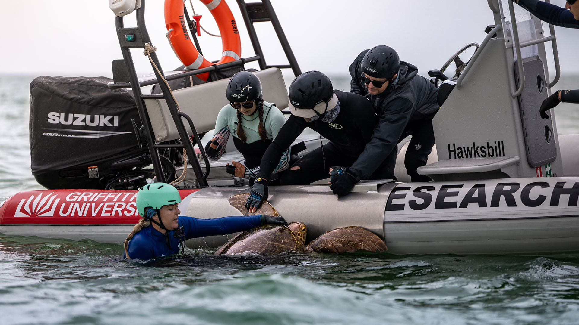 Griffith x SWF Turtle Health Assessment Study
