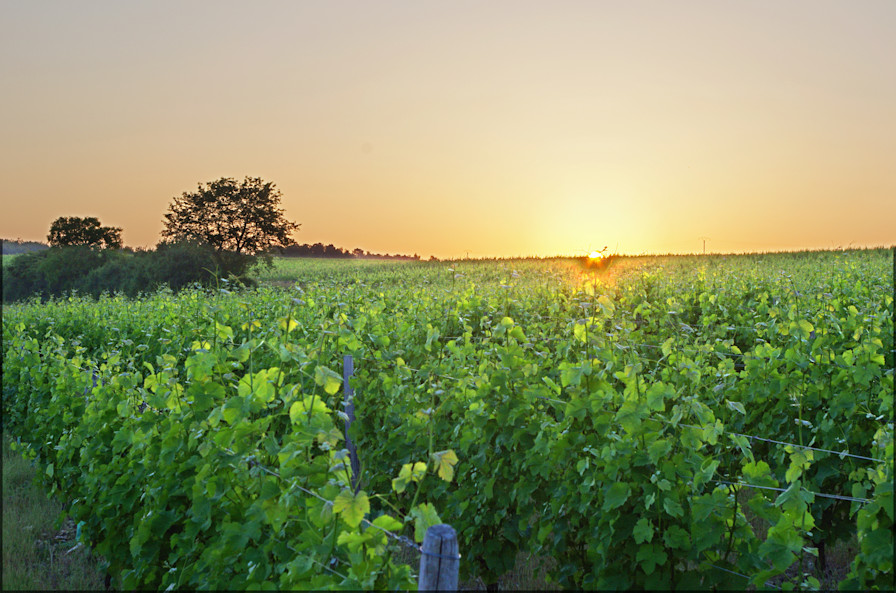 Vignoble et dégustation dans la Loire