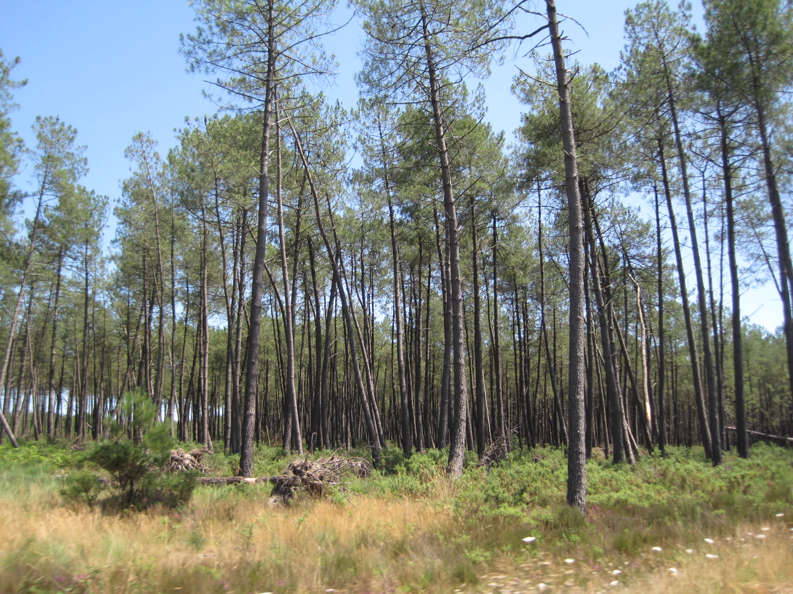 Discover the Landes de Gascogne Regional Natural Park