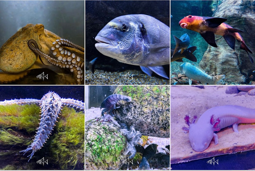 Oniria, the aquarium of Canet-en-Roussillon