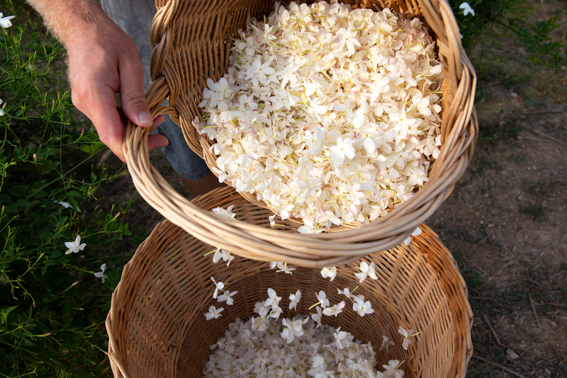 Grasse, perfume capital of the world