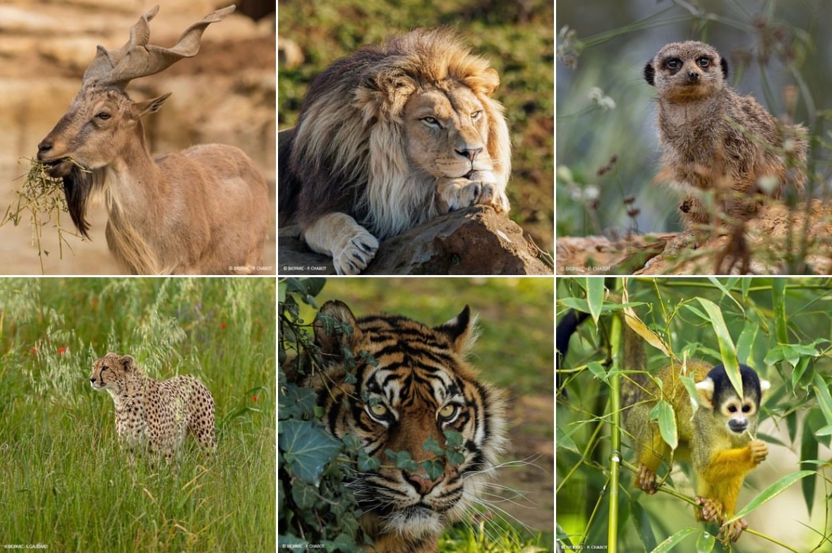 Visit the Doué-La-Fontaine Zoo, a zoo with 130 species