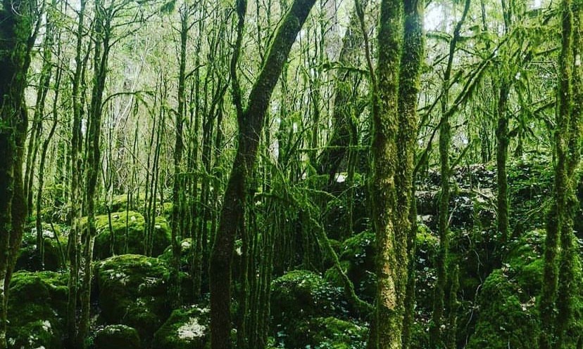 The 'Labyrinthe Vert' trail in Nébias