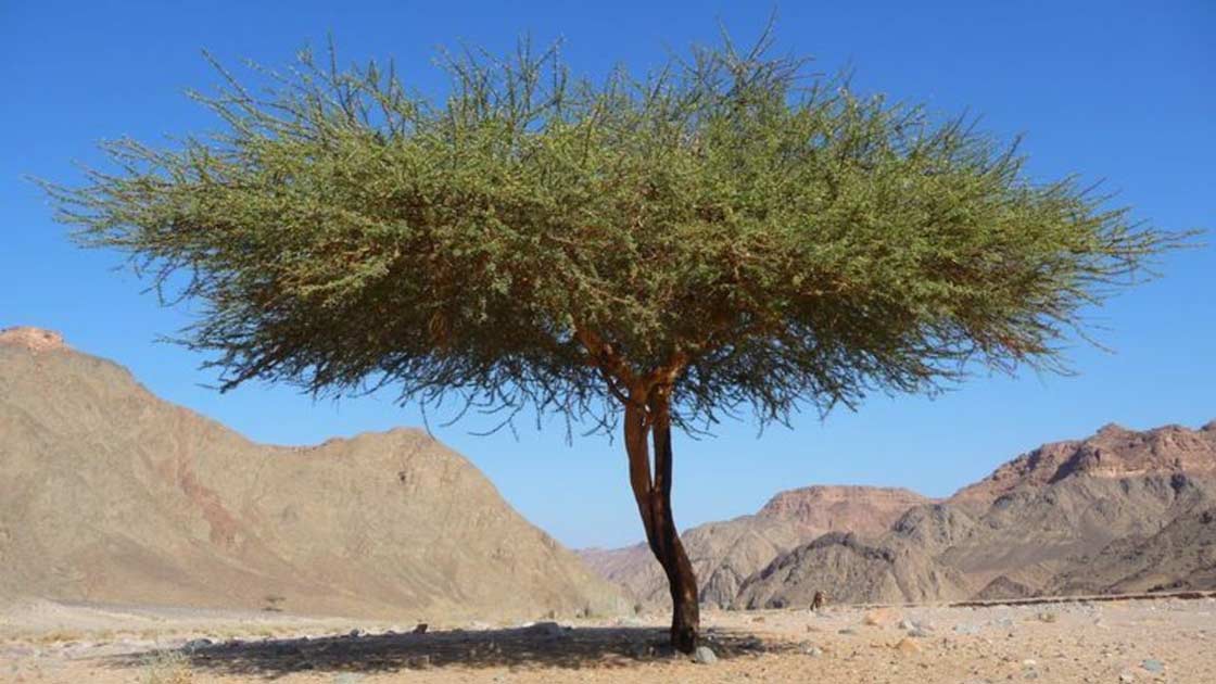 1 Kings 19 | Don't Stay Under the Broom Tree | Living Church Cincinnati ...