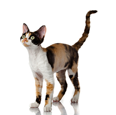 Calico Rex Cat