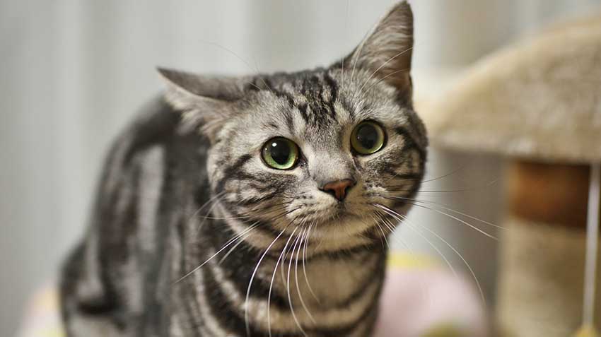 American Shorthair Orange Tabby