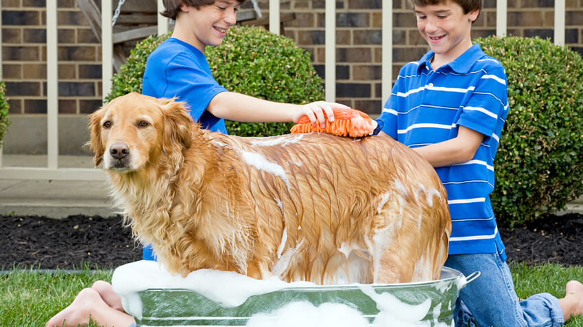 How Do Dogs Teach Us Responsibility