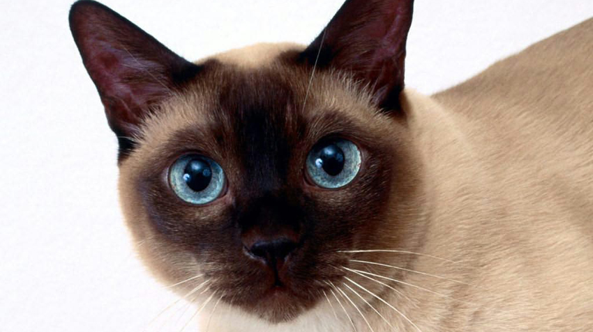 10 Best Cat Breeds for Homes with Dogs | Bombay, Ragdoll & More