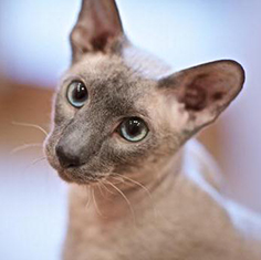 Peterbald Cat