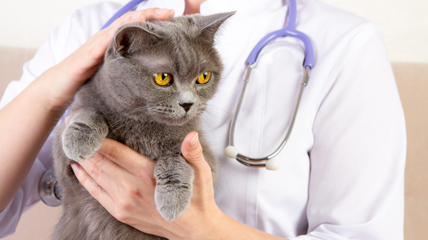 most-common-ailments-cats850.jpg