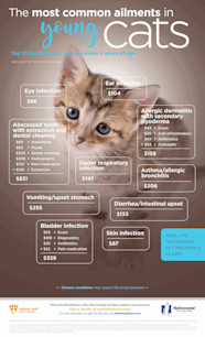 10 Common Cat Health Issues Prevention And Treatment Cats Pets 10 Common Cat Health Issues Prevention And Treatment Cats Pets