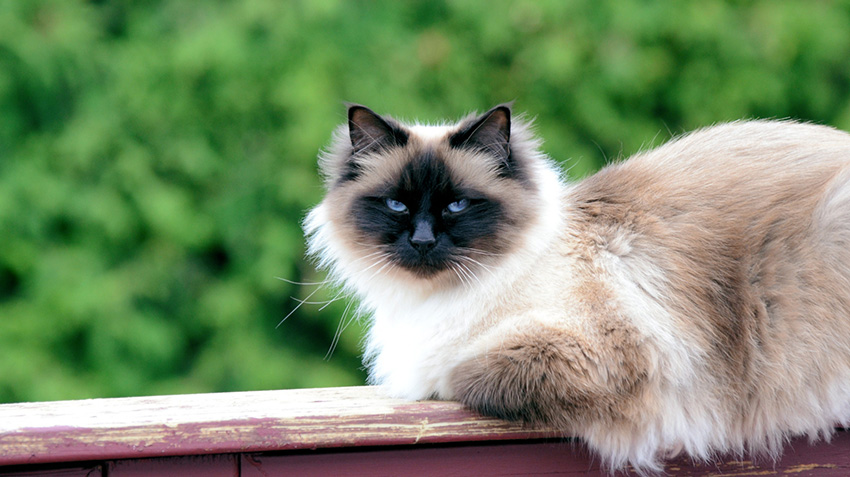 10 Best Cat Breeds for Homes with Dogs | Bombay, Ragdoll & More