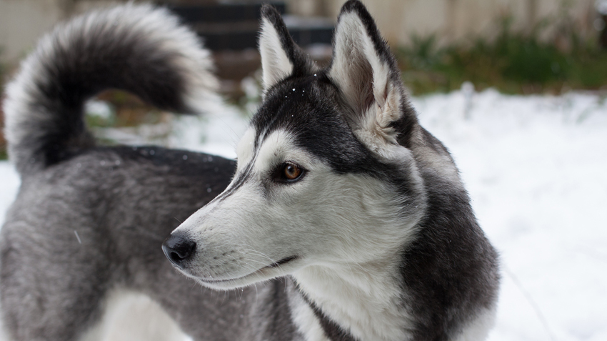 10 Cold Weather Dog Breeds | Pet Health Insurance & Tips