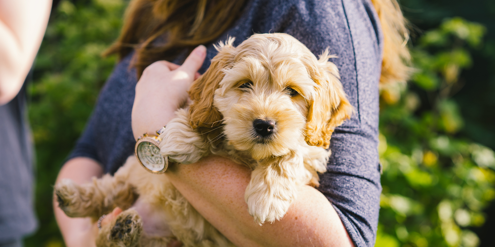 Toy Cockapoo Full Grown