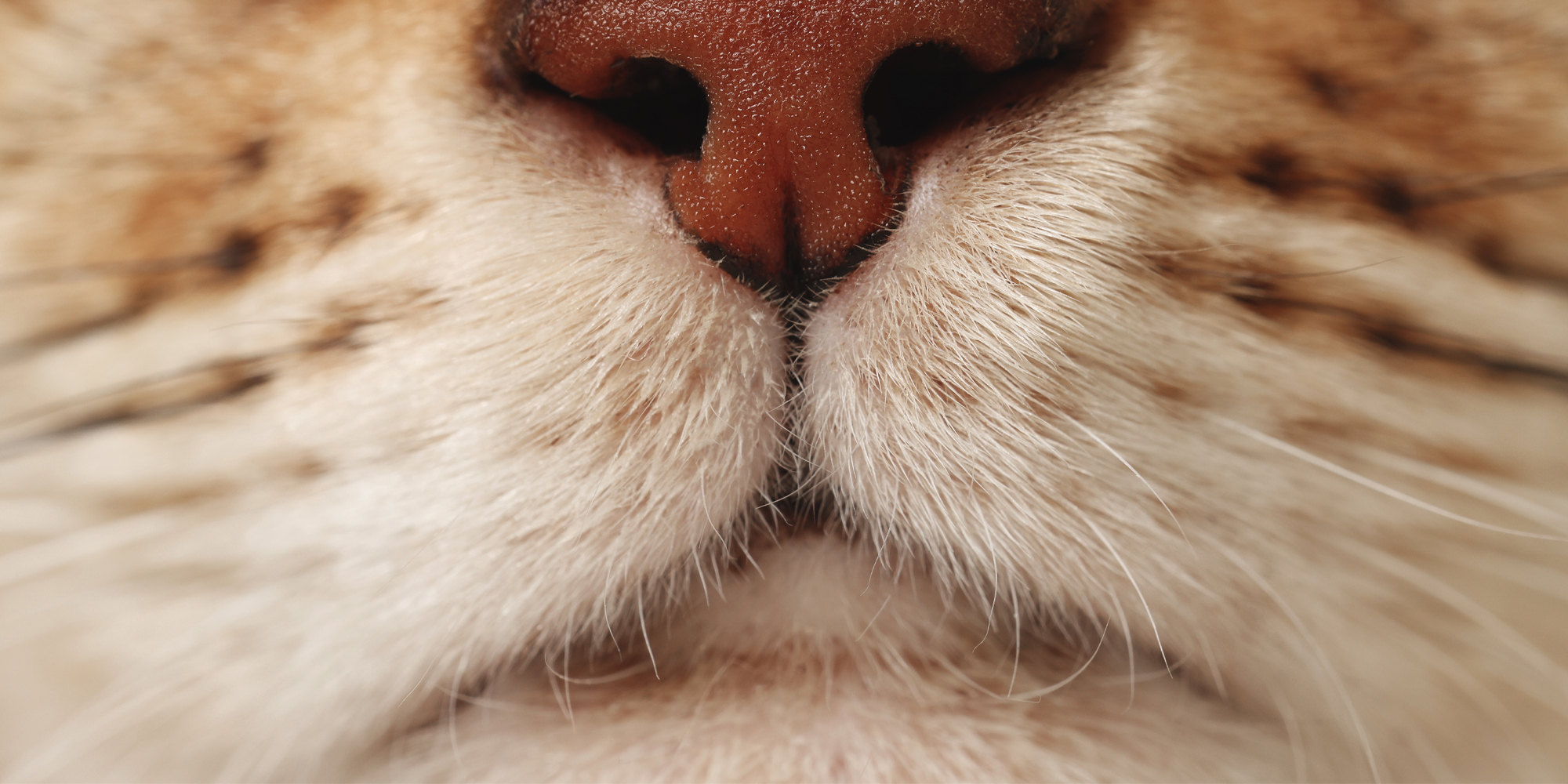 What Are Black Spots On Cats Lips Mean - Infoupdate.org