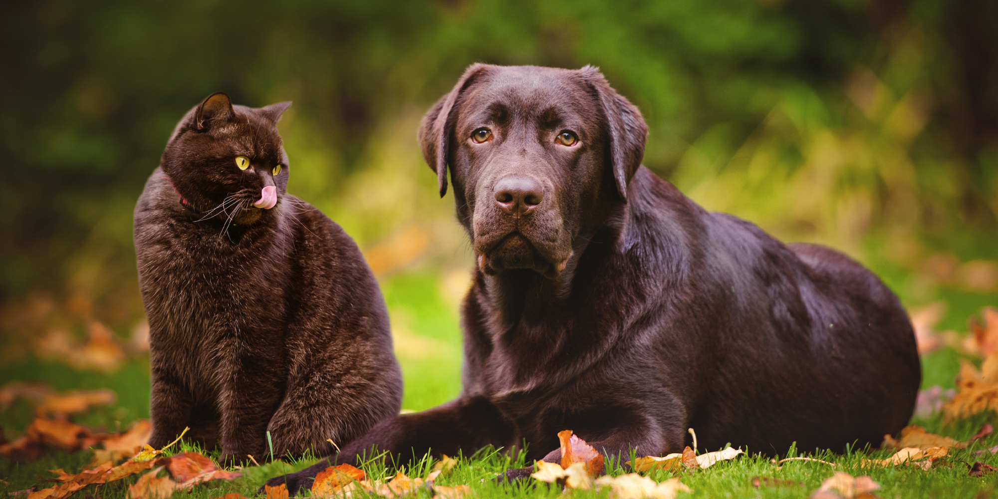 Labrador Retrievers Cats Dogs Labrador Retriever Pictures AZ Animals