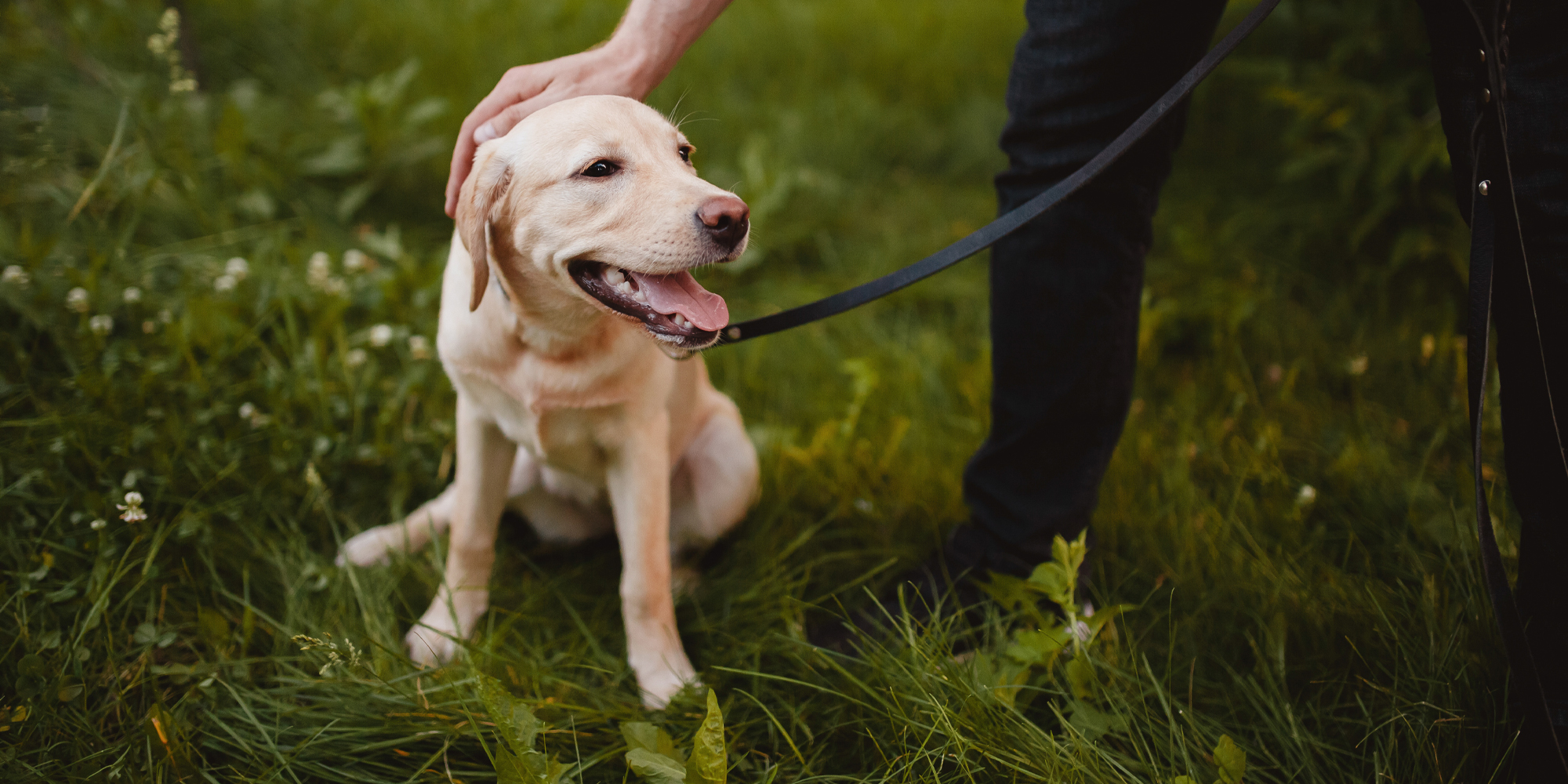 Labrador Growth Chart