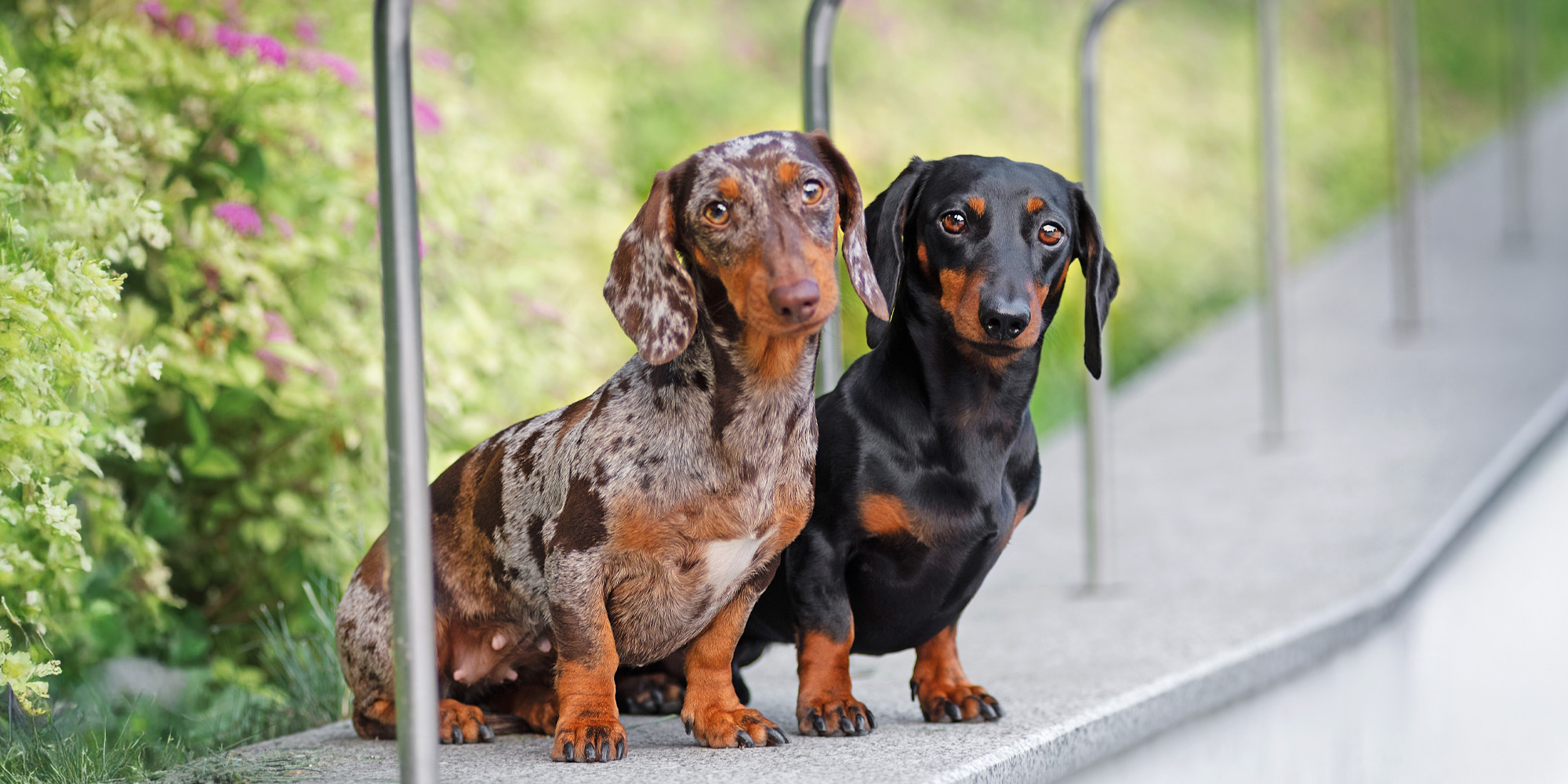 Types Of Mini Dachshunds