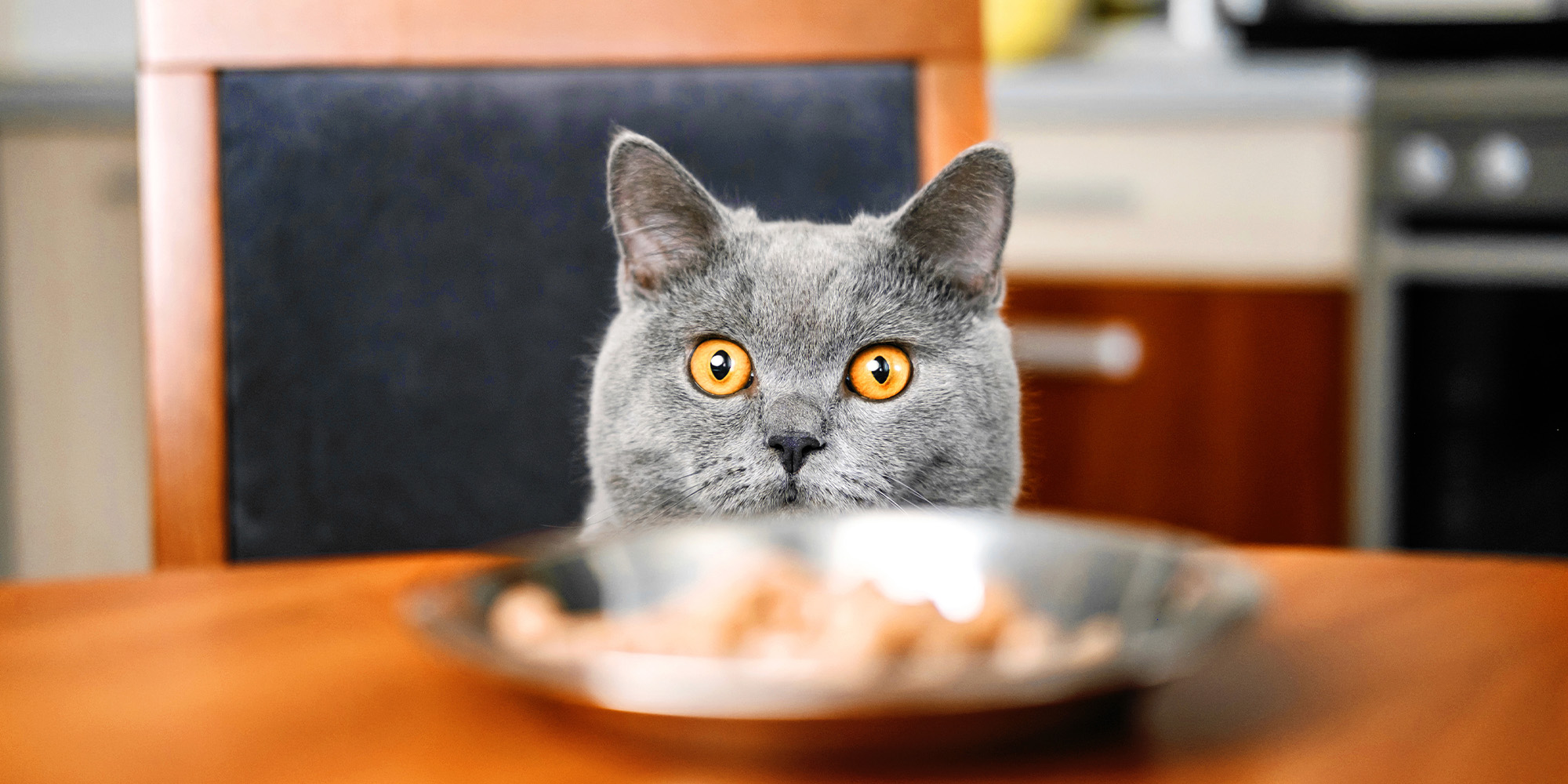 Cat Eating Breakfast