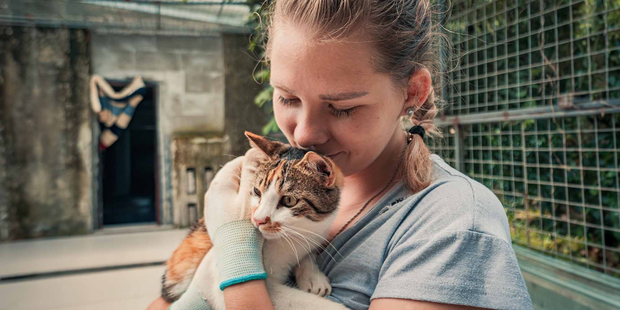 How Should You Grab A Cat