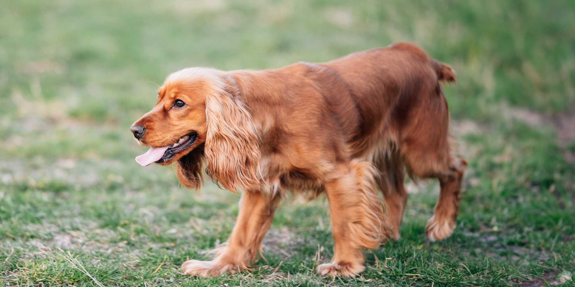 Working Cocker Spaniel Cerunnos – Working Cocker Spaniels
