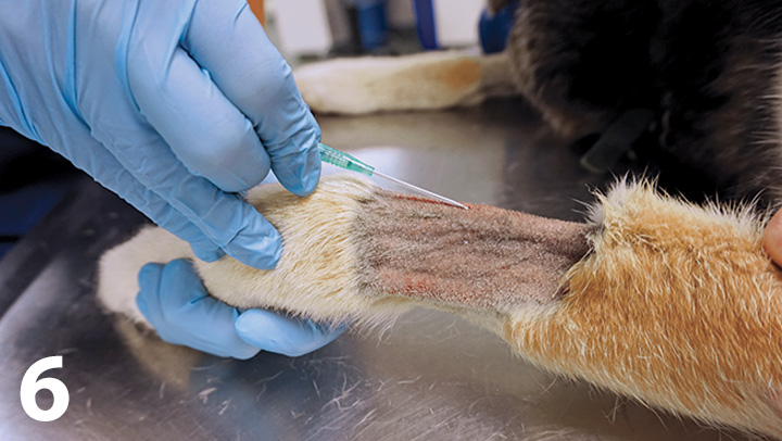 Step-by-Step: Peripheral Catheter Placement | Clinician's Brief