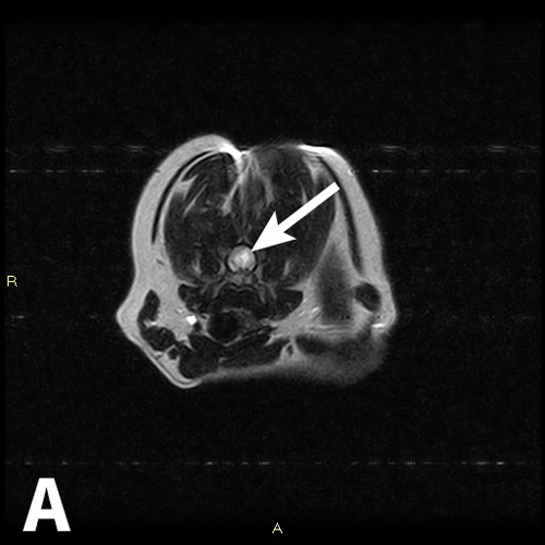 Peracute Tetraparesis in a Boston Terrier | Clinician's Brief