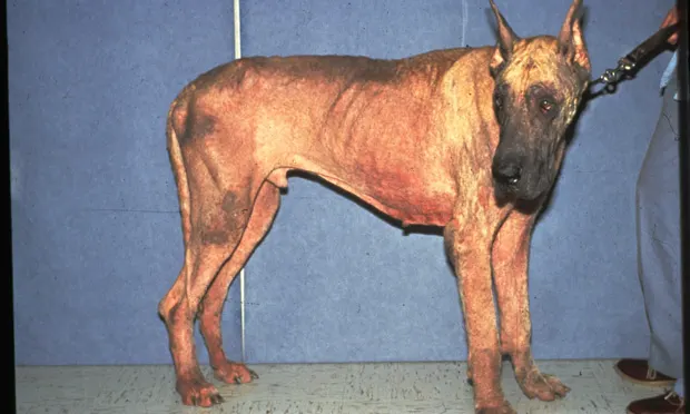 Sarcoptic Mange: Profile, Diagnosis, & Treatment