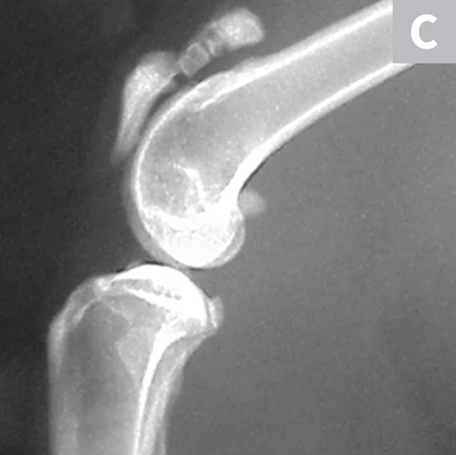 Pelvic Limb Lameness in a Cat