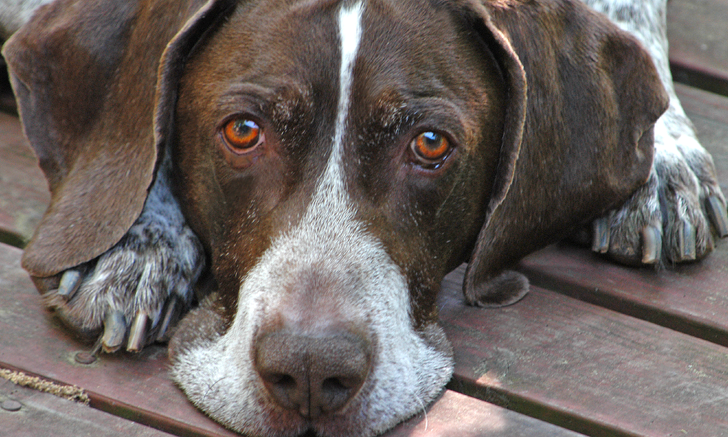 Anorexia & Lethargy in a Dog with Presumed Giardiasis