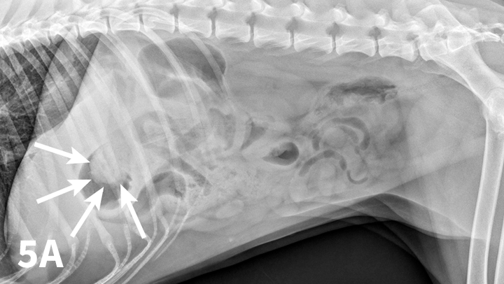 Top 5 Tips on Radiographic Diagnosis of Obstructive Foreign Bodies