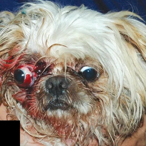 Clinical Image: Strabismus