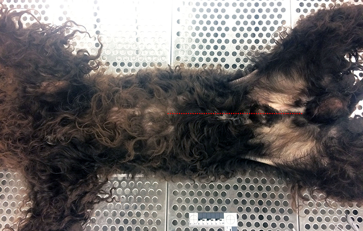 Image Gallery: Autopsy for the General Practitioner | Clinician's Brief