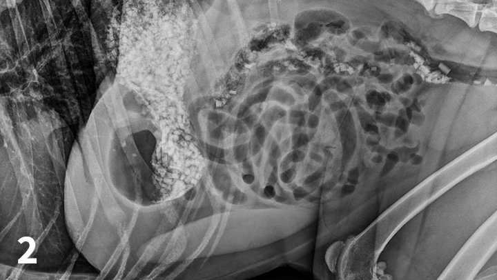 Glass Ingestion in a Boxer: 1 Case, 2 Options | Clinician's Brief