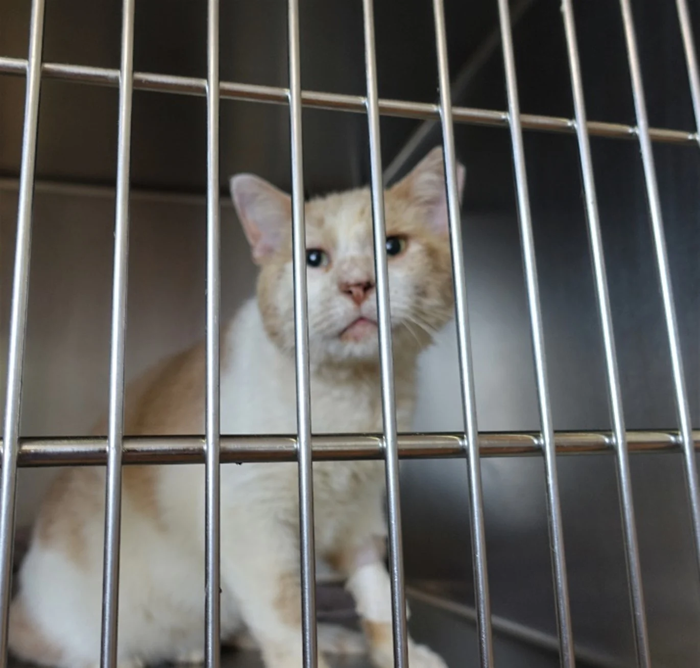 Part 2: Feline Anesthesia: The Journey Continues for Peaches