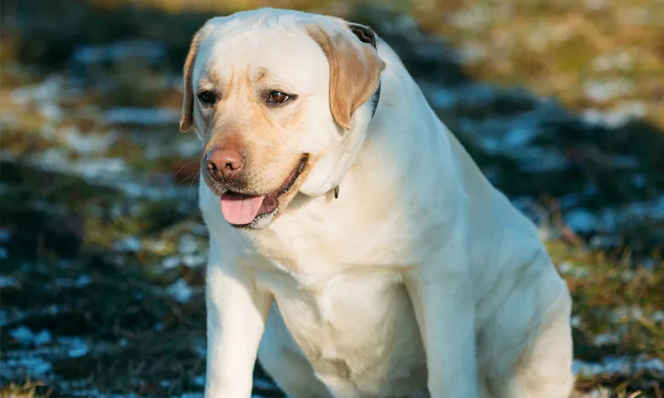 How to Assess BCS and MCS in Dogs