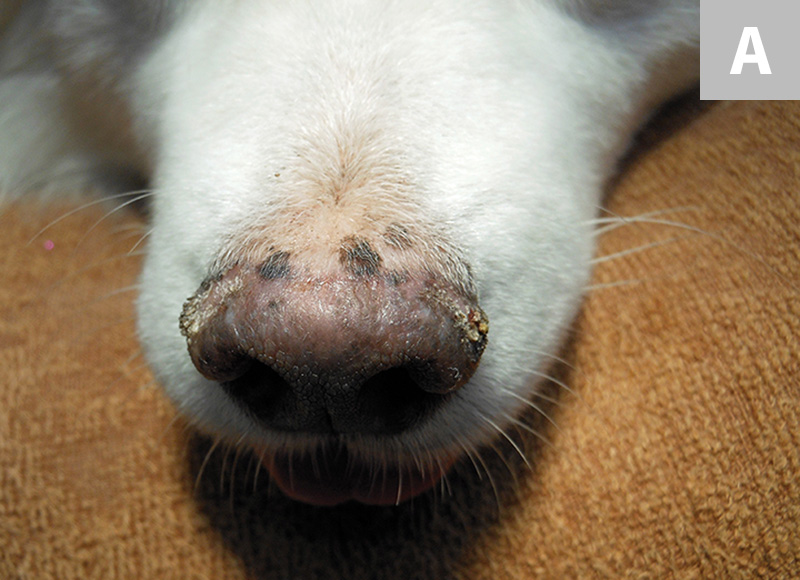 Top 5 Lip Depigmentation Causes in Dogs | Clinician's Brief