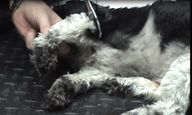 Acute Painful Tetraparesis in a Dog