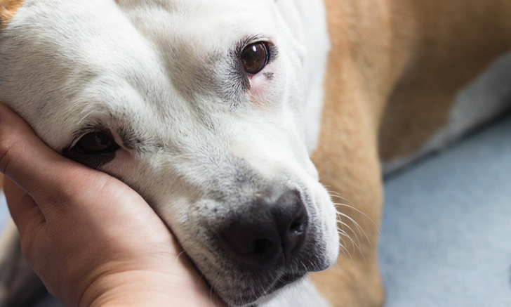 Top 5 Tips for Guiding Pet Owners Through Difficult Decisions