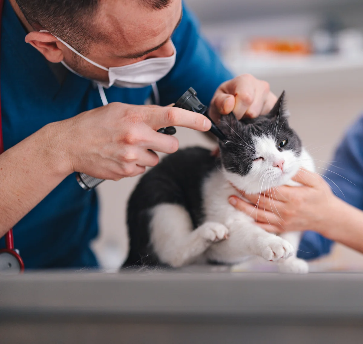 Surgical Guides & Post-op Tips for Today's Veterinarians