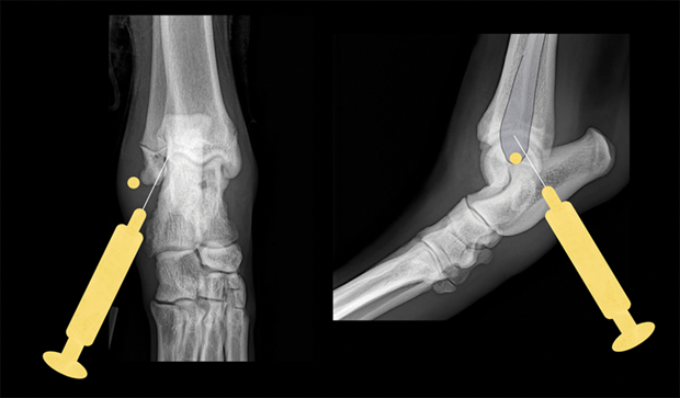 Arthrocentesis in Dogs | Clinician's Brief