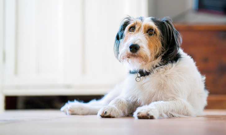 Smectite for Chemotherapy-Induced Diarrhea in Dogs