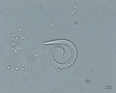 Rat Lungworm in Dogs: Distribution, Presentation, Diagnosis
