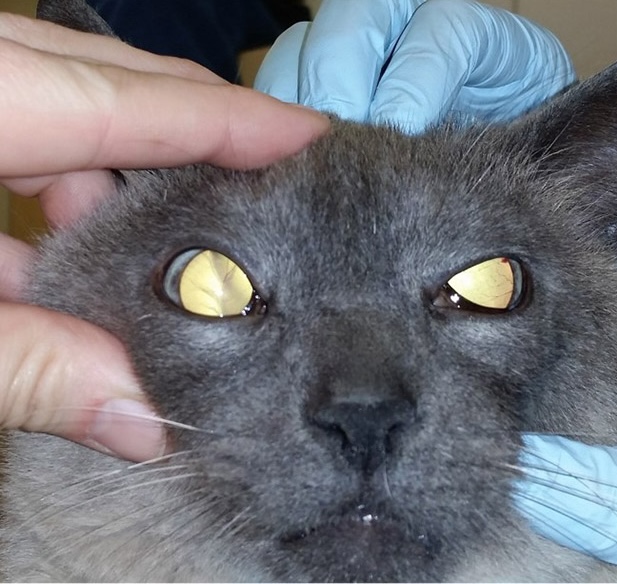 Clinical Image: What Is This Cat’s Diagnosis?