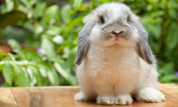 Glaucoma in Pet Rabbits
