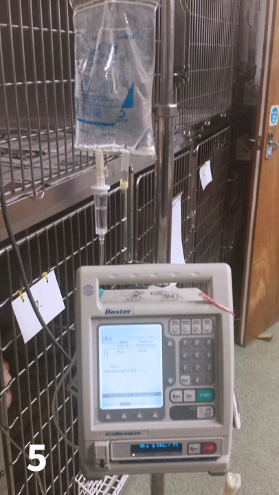 Managing Indwelling Urinary Catheters | Clinician's Brief