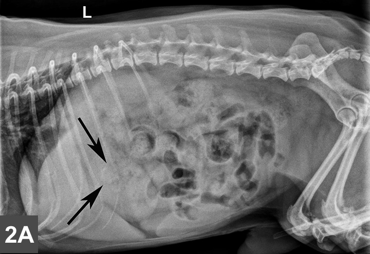 To Cut or Not to Cut: Poor Appetite in a Dog | Clinician's Brief