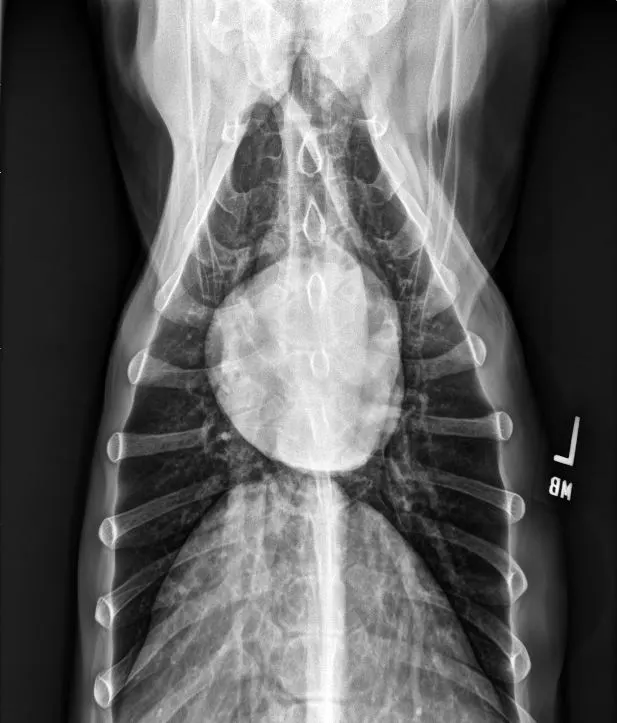 Heart Evaluation on Thoracic Radiographs in Dogs: Guide