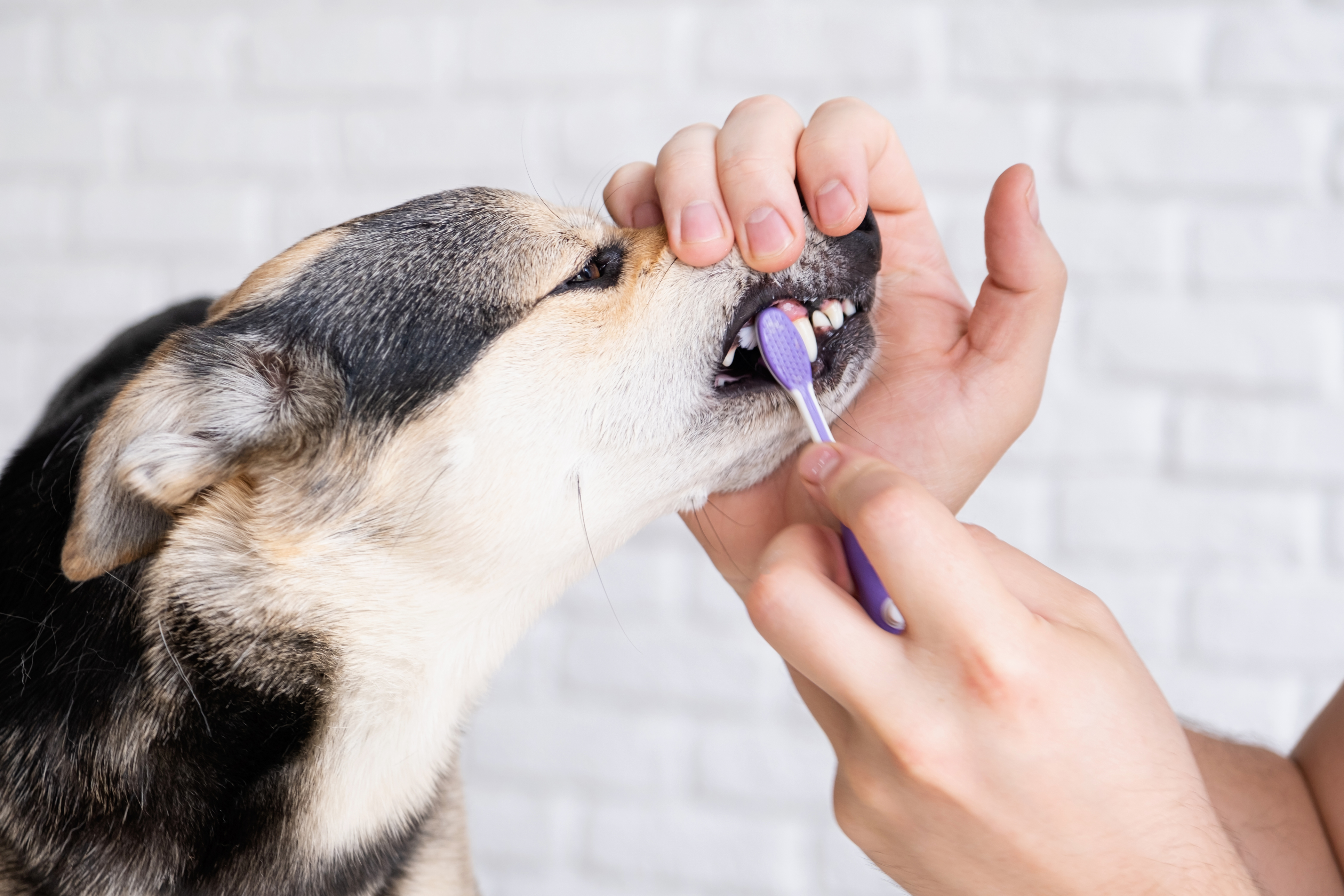 Pet Owner Handout: Improving At-Home Dental Care for Pets