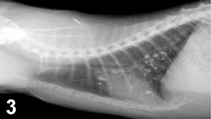 Feline Chronic Respiratory Disease | Clinician's Brief